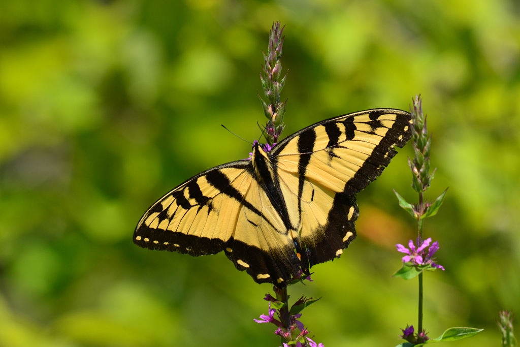 Insects: Vital Natural Resources | Pennsylvania Parks and Forests ...