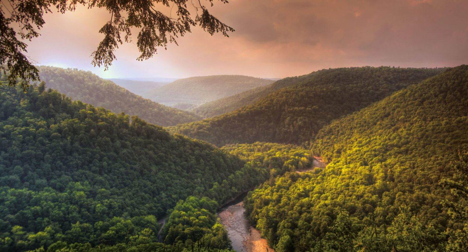 What is a Riparian Forest Buffer and Why Should You Care?