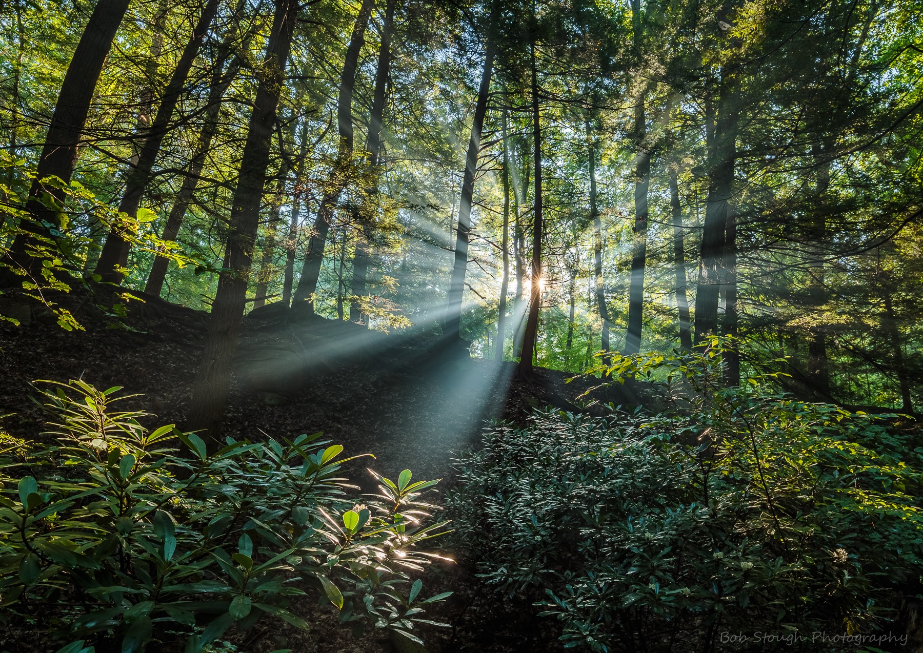 Environmental Rights Amendment | Pennsylvania Parks and Forests Foundation