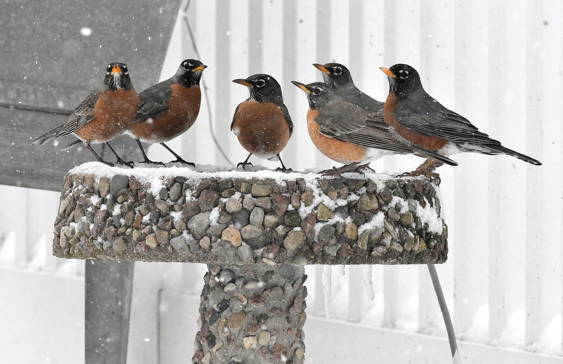 Create Your Own Mini Bird Sanctuary | Pennsylvania Parks and Forests ...
