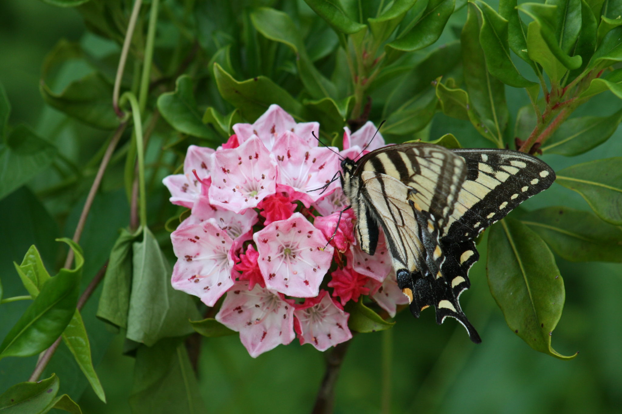 Welcome Wildflower Blooms at These Color-Filled State Parks ...