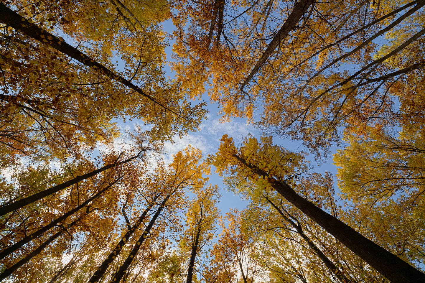 Top Leaf Peeping State Parks in Southern Pennsylvania