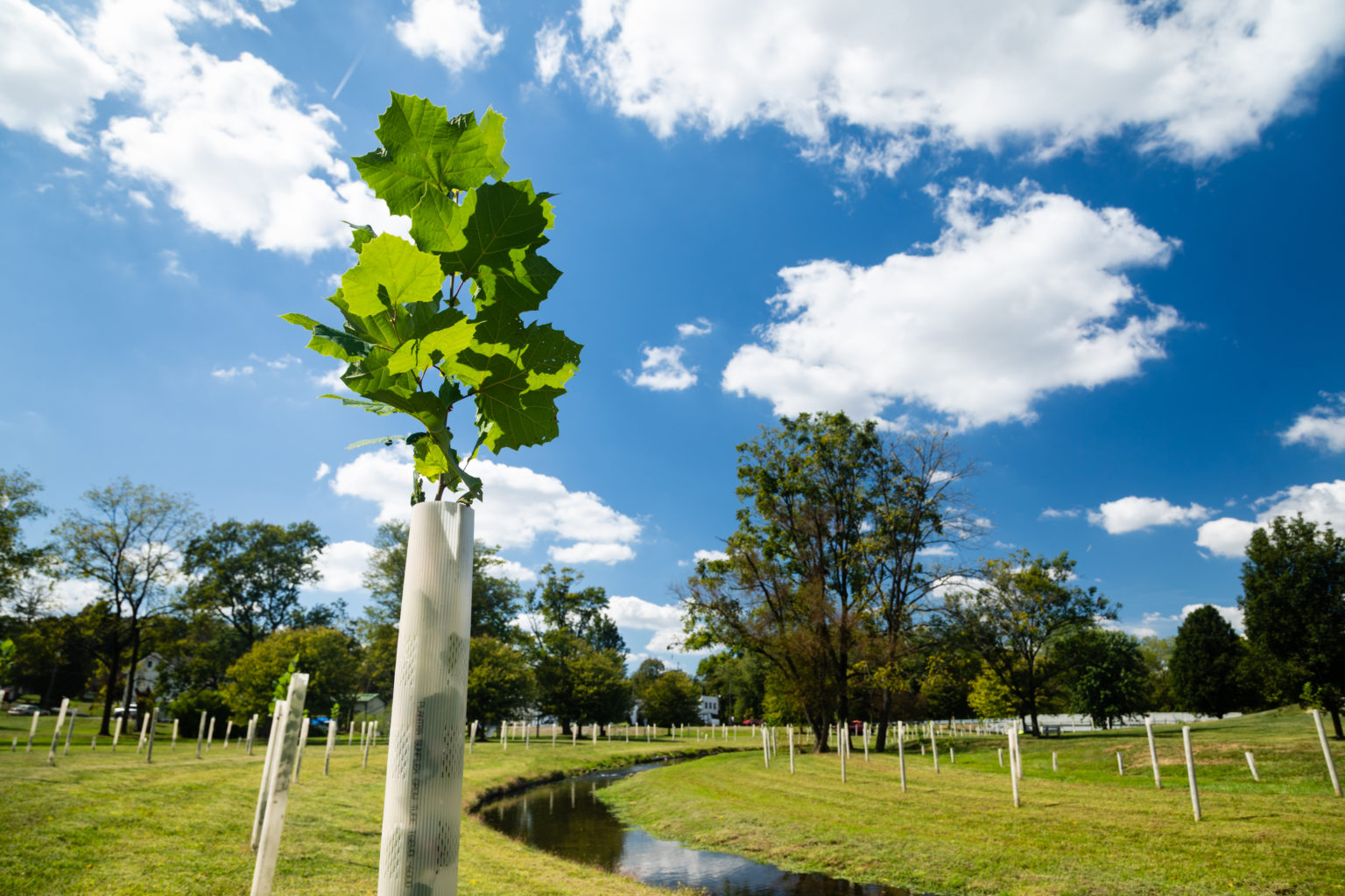What is a Riparian Forest Buffer and Why Should You Care?