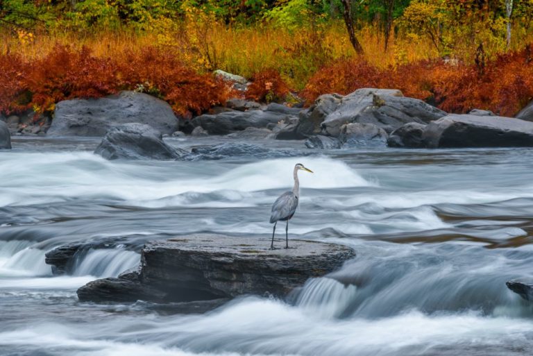 What is a Riparian Forest Buffer and Why Should You Care?