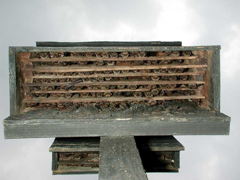 Bat Conservation in Pennsylvania