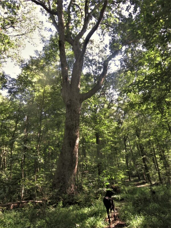 Old Growth Forests in PA | Pennsylvania Parks and Forests Foundation