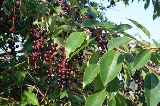Forest Fridays: Native Cherries | Pennsylvania Parks and Forests Foundation