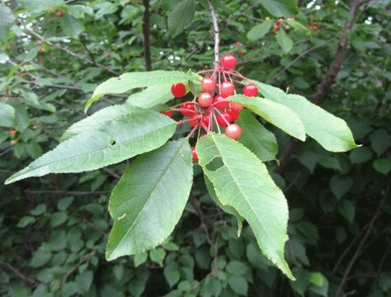 Forest Fridays: Native Cherries | Pennsylvania Parks and Forests Foundation