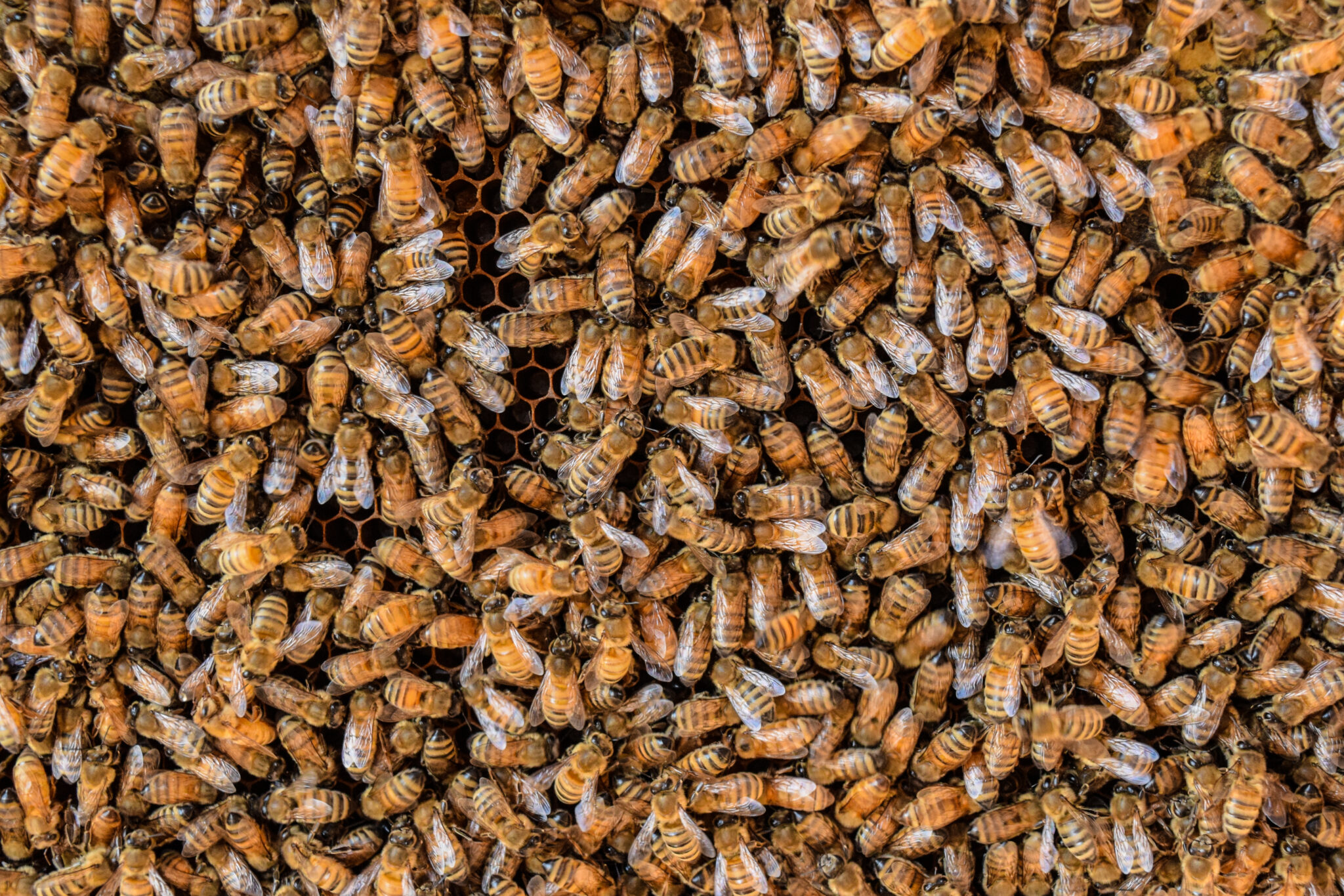 National Honey Bee Day | Pennsylvania Parks and Forests Foundation