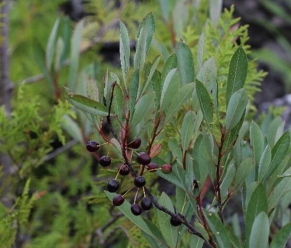 Forest Fridays: Native Cherries | Pennsylvania Parks and Forests Foundation