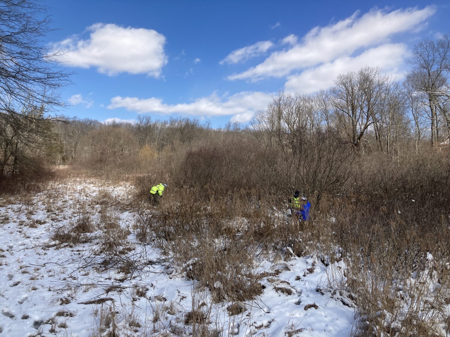 Sunning the Bog Turtle: Maintaining PA Wetlands for Bog Turtle Habitat ...