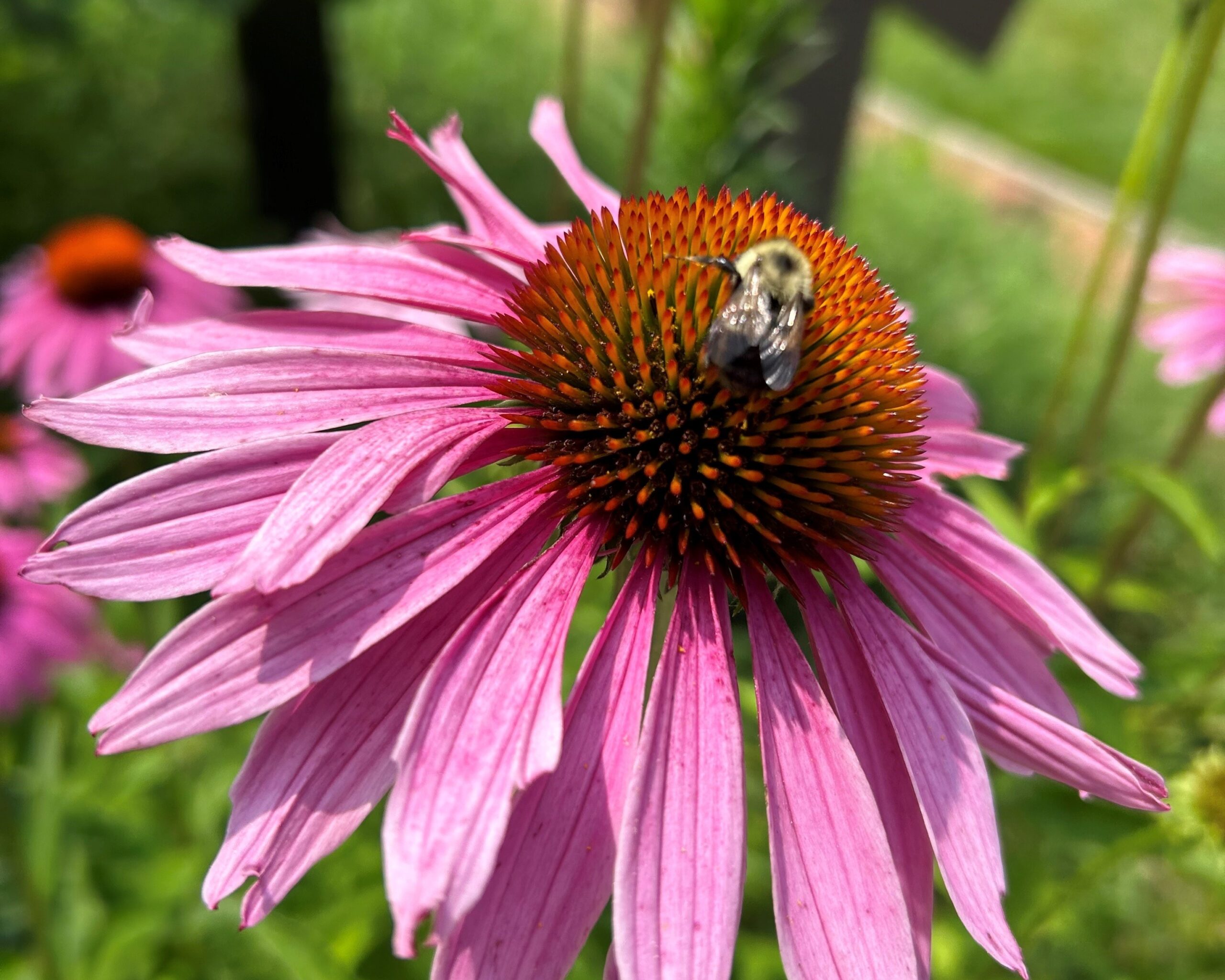 Insects: Vital Natural Resources | Pennsylvania Parks and Forests ...