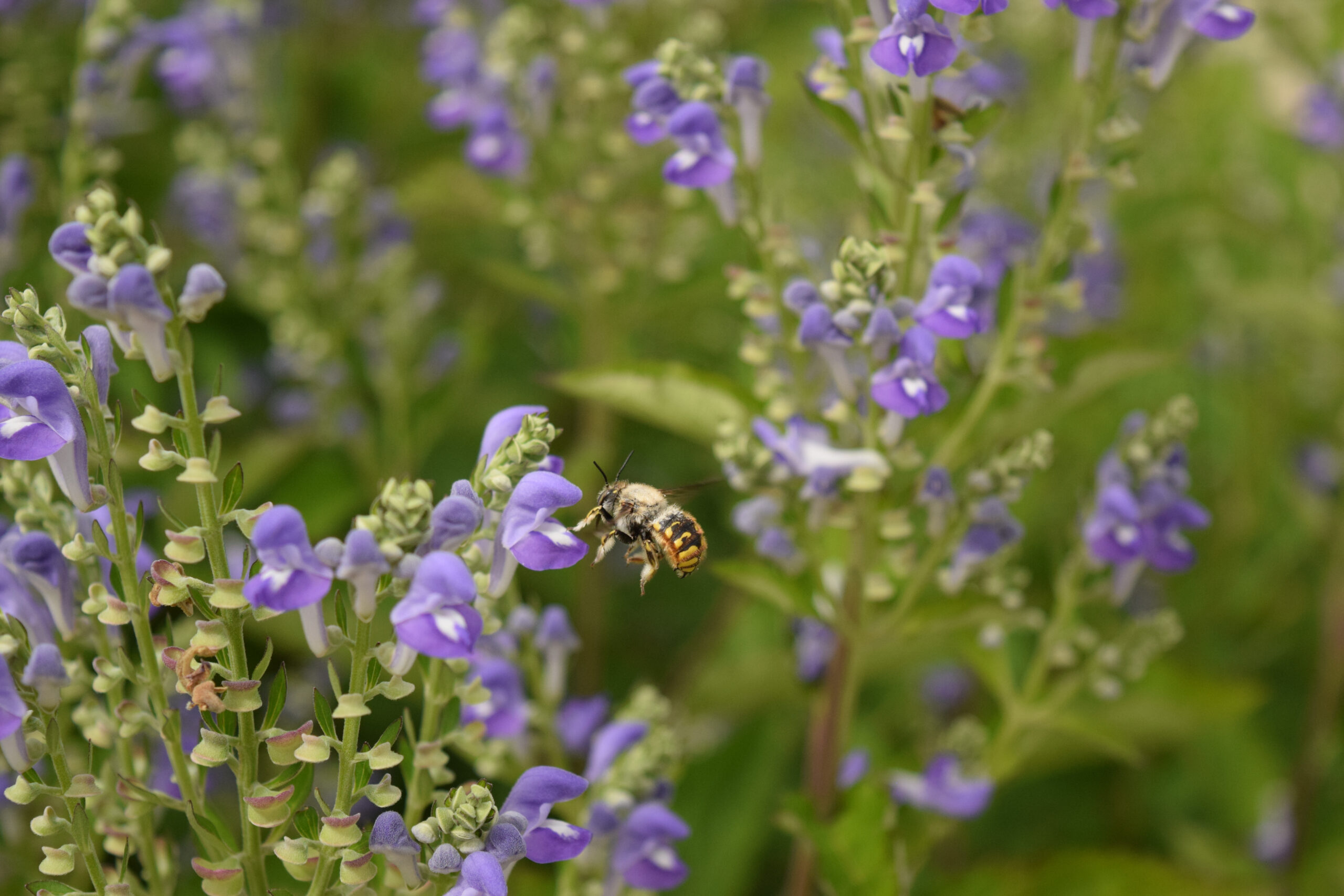 Planting for Pollinators | Pennsylvania Parks and Forests Foundation
