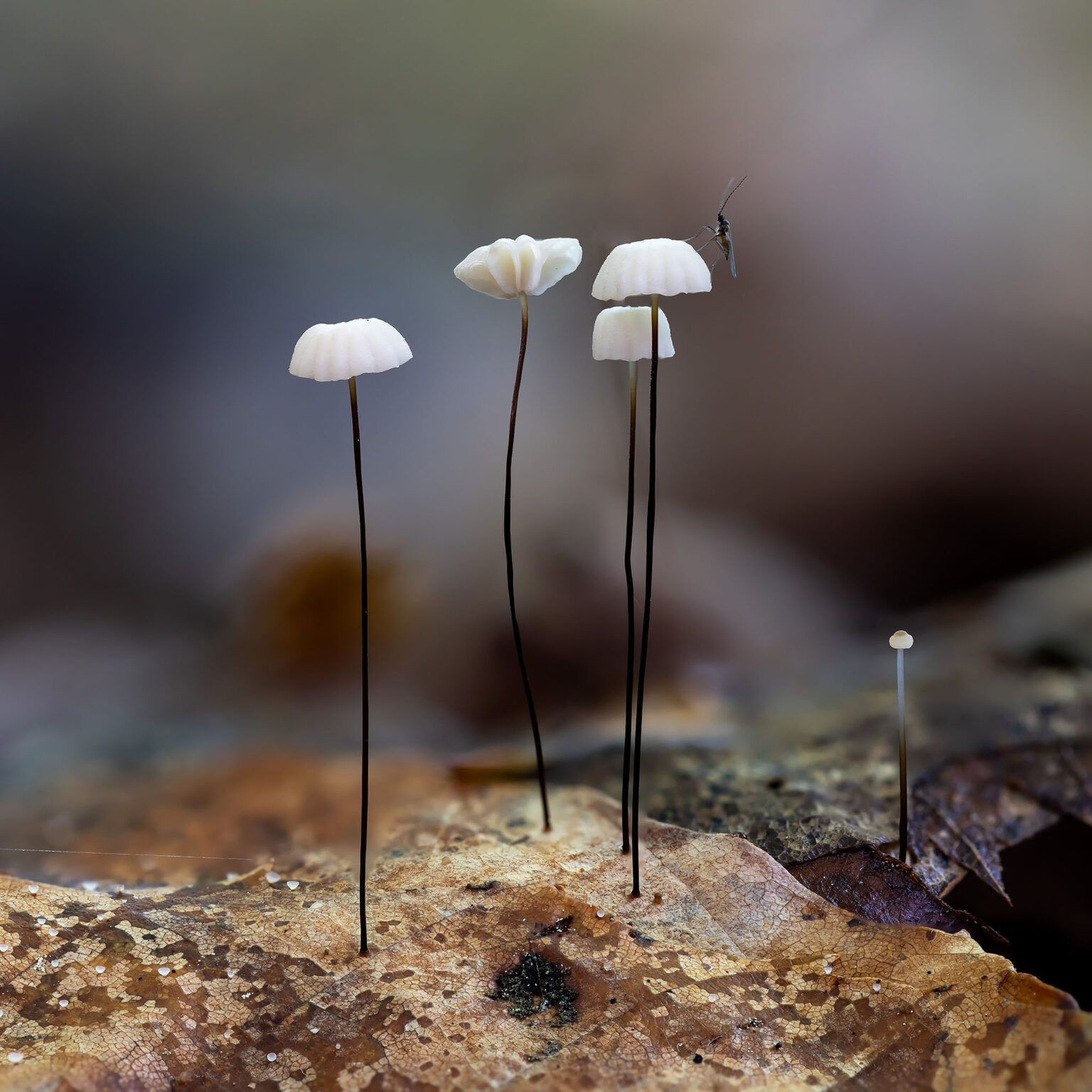 PPFF Announce Winners of the 2024 ‘Leap In’ Photo Contest ...